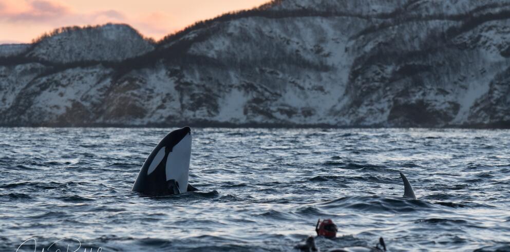 Valhalla Orca Expedition