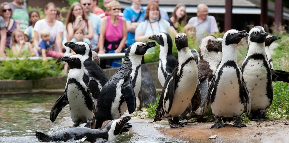 Königlicher Burgers' Zoo in Arnhem • Ticket + Hotel ab 85,00 € – Travelcircus